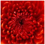 Find Your Vedic Ascendant Upapada Lagna Free Online!